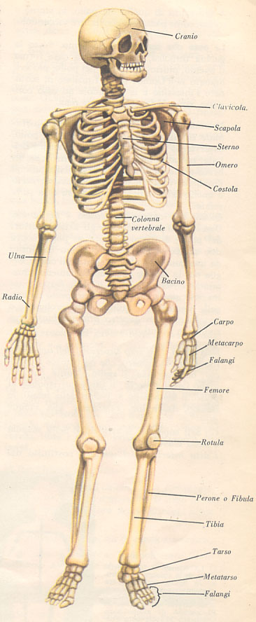 Scheletro umano